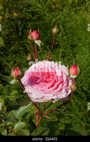 Rosa James Galway, Englische Rose Stock Photo - Alamy