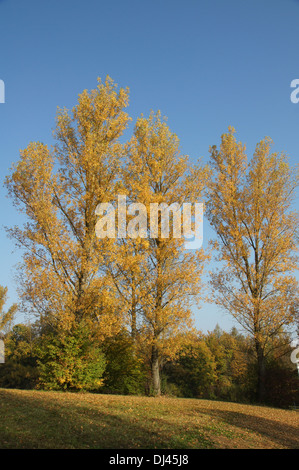 Populus x canadensis, Hybridpappel, poplar Stock Photo - Alamy