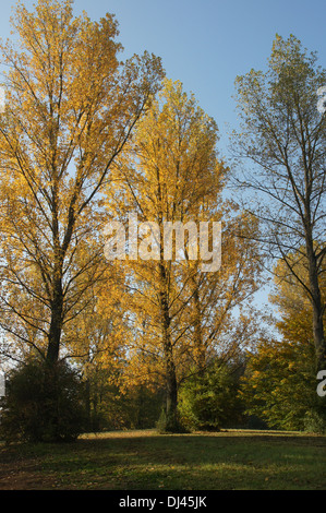 Populus x canadensis, Hybridpappel, poplar Stock Photo - Alamy