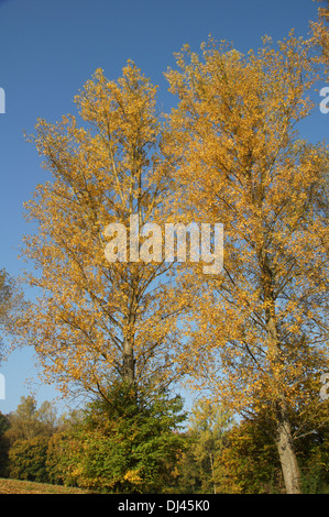 Populus x canadensis, Hybridpappel, poplar Stock Photo - Alamy