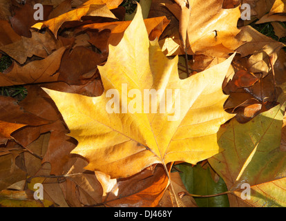 Platanus acerifolia, Platane, plane tree Stock Photo - Alamy