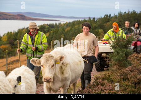Cattle droving in Scoraig, in NW Scotland, one of the most remote ...
