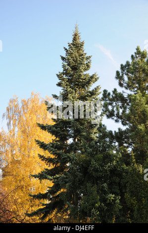Abies concolor, Kolorado Tanne, white fir Stock Photo - Alamy