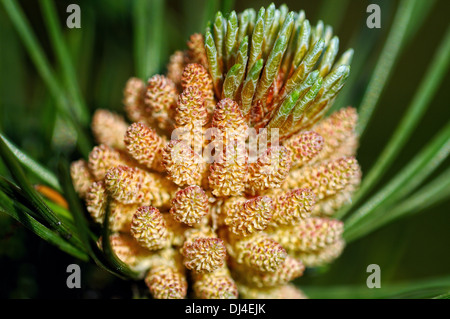 fur tree cones. young pine tree cone. coniferous trees natural ...