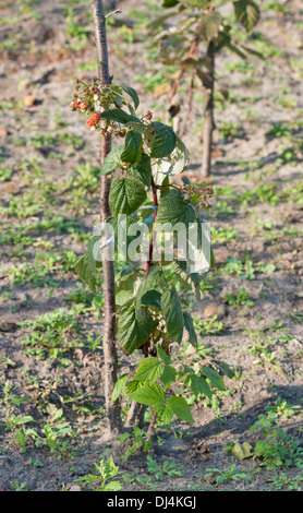 raspberry bush with young green leaves. isolated on white Stock Photo ...