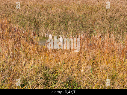 old dry cane on swamp background Stock Photo - Alamy