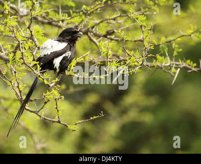 Long-tailed Shrike (Corvinella melanoleuca) Little Kwara, Botswana June ...