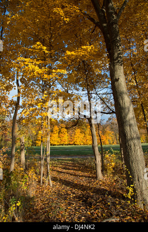 Fall leaves tree Indiana National Park Stock Photo - Alamy