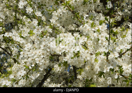 Plum flower on tree Stock Photo - Alamy