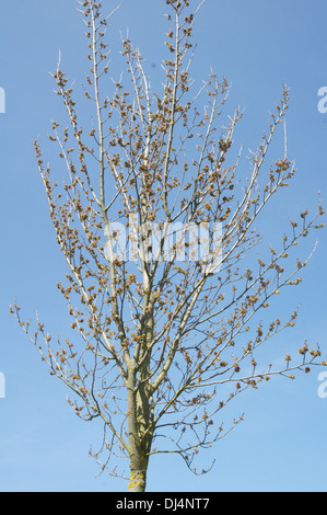 Ulmus carpinifolia, Field elm Stock Photo - Alamy