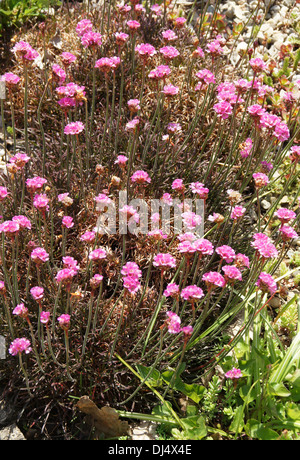 Armeria maritima 'Rubrifolia', Thrift, Sea pink, Pink flower Stock ...