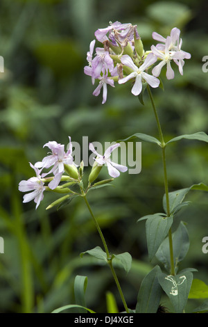common soapwort (Saponaria officinalis Stock Photo - Alamy