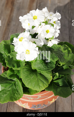 Poison Primrose or German Primrose (Primula obconica), pot plant ...
