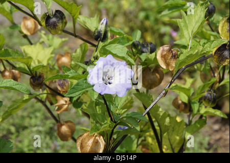 A flower on a shoo-fly plant (Nicandra physalodes Stock Photo - Alamy