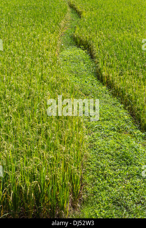 Path Through the Rice Fields Stock Photo - Alamy