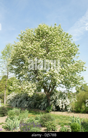Wild Service Tree, Chequers Tree, Checkers Tree (Sorbus torminalis ...