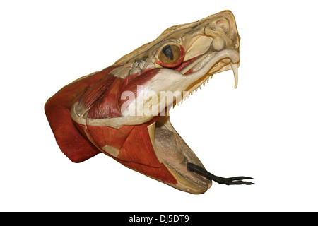 Viper head skeleton Stock Photo - Alamy