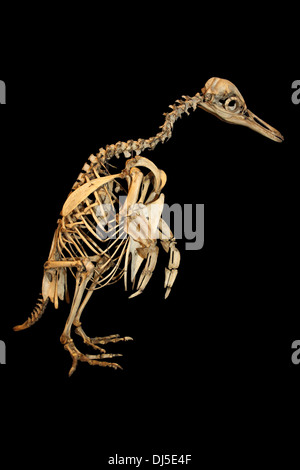 Galápagos penguin (Spheniscus mendiculus) Skeleton Stock Photo - Alamy