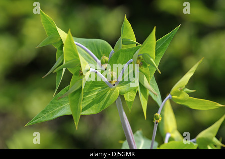 Euphorbia lathyris, Caper spurge, Kreuzblättrige Wolfsmilch, seed ...
