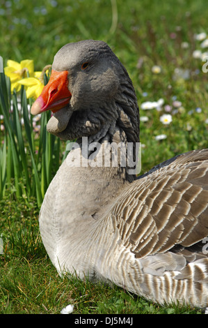 Toulouse goose with dewlap Stock Photo - Alamy