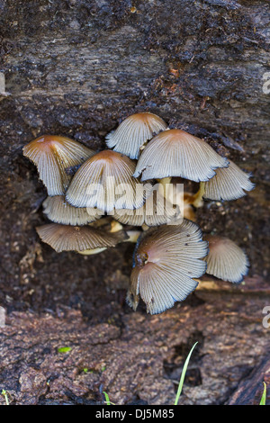 Glistening Inkcap: Coprinellus micaceus. On fallen Beech trunk with Ivy ...