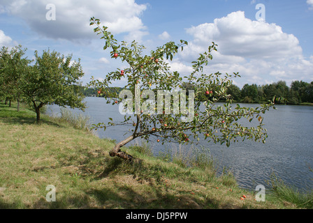 Apple on tree Stock Photo - Alamy