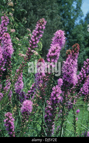 Button Snakeroot, Dense Blazing Star, Blazing Star (Liatris spicata ...