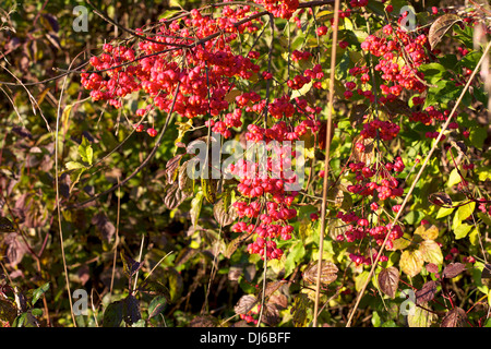 A Hedge Fund: Spindle Berries growing wild in the sunlight in a ...