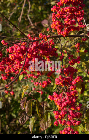 A Hedge Fund: Spindle Berries growing wild in the sunlight in a ...