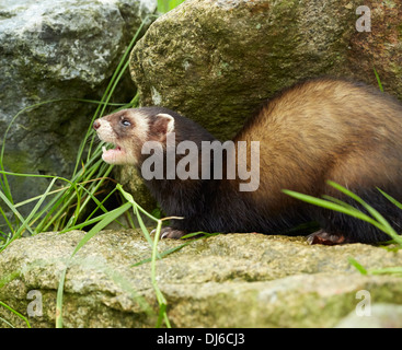 Captive English Polecat Stock Photo - Alamy