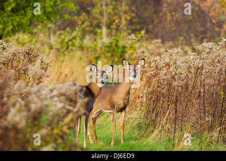 Early morning Whitetail deer females (Odocoileus virginianus Stock ...