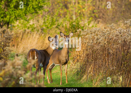 Early morning Whitetail deer females (Odocoileus virginianus Stock ...