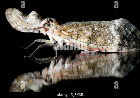 Lantern Fly (Alligator Bug) Fulgora laternaria Tambopata Amazon Peru ...