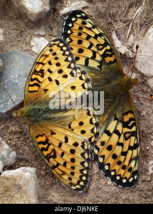 Callippe Fritillary (Speyeria callippe Stock Photo - Alamy