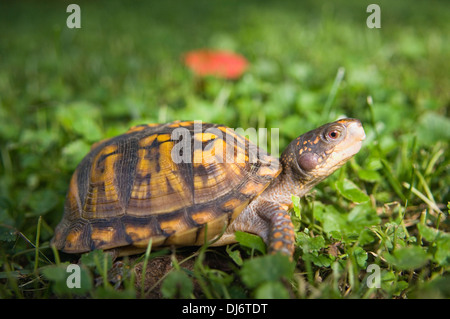 Carolina or North American Box Turtle (Terrapene carolina). Underside ...