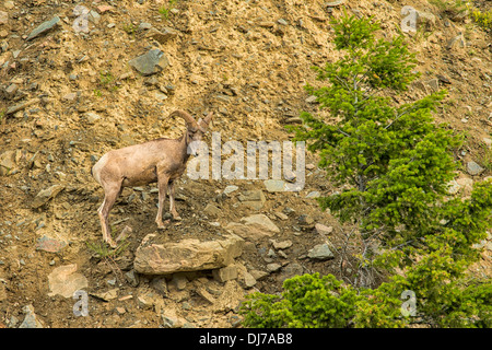 Bighorn Sheep climbing mountainside after grazing on mineral rich ...
