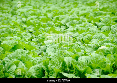 chinese cabbage field in the country side Stock Photo - Alamy
