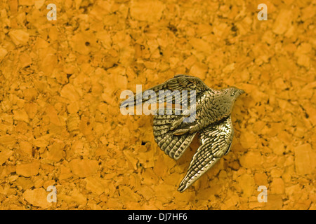 pewter falcon badge Stock Photo - Alamy