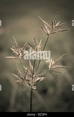 Cyperus rotundus L Cyperus rotundus L Stock Photo - Alamy