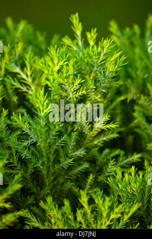 Golden Bottle Brush, River Tea Tree, Black Tea tree, Prickly Leaved Tea ...