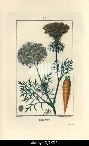 Daucus carota carrot Stock Photo - Alamy
