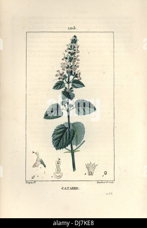 Catmint or catnip, Nepeta cataria. Handcoloured lithograph by Hanhart ...