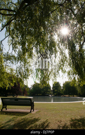 Sunburst through an English Willow tree by an empty park bench at the ...