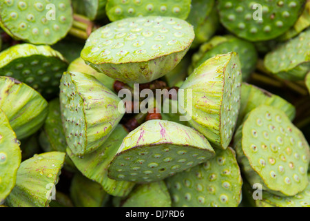 Lotus lily, Nelumbo nucifera, fruit with maturing seeds inside pits ...