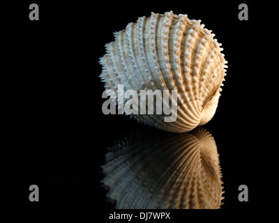 Seashell spikes on a black background Stock Photo - Alamy
