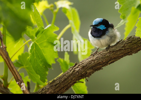Male Superb Fairy Wren (Blue Wren) - Australia Stock Photo - Alamy