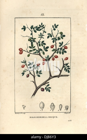 Balsam of Gilead tree, Commiphora gileadensis Stock Photo - Alamy