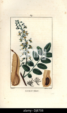 Peruvian balsam tree, Myroxylon balsamum. Handcoloured stipple ...