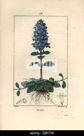 Common bugle, Ajuga reptans. Handcoloured copperplate engraving by ...
