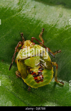 The fifth and final instar nymph of a birch shieldbug (Elasmostethus ...